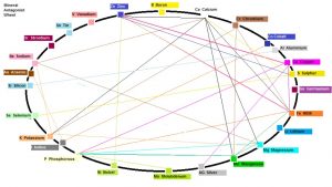 Mineral and Vitamin Relationships Guide - Hair Tissue Mineral Analysis ...