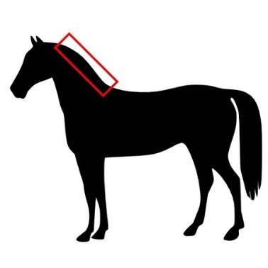 Hair Testing For Animals - Equine & Canine HTMA - Hair Tissue Mineral ...